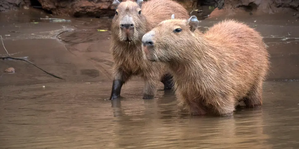 Capybara in Perú: Interesting Facts and Best Viewing...